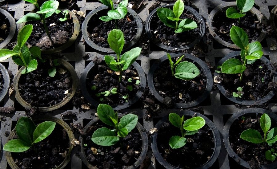 Shaw Supports The Nature Conservancy’s Mission to Plant a Billion Trees ...